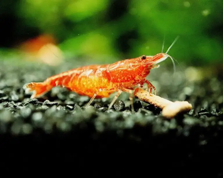 Red Rili Shrimp vs Cherry Shrimp: Which Is Better for Your Aquarium ...